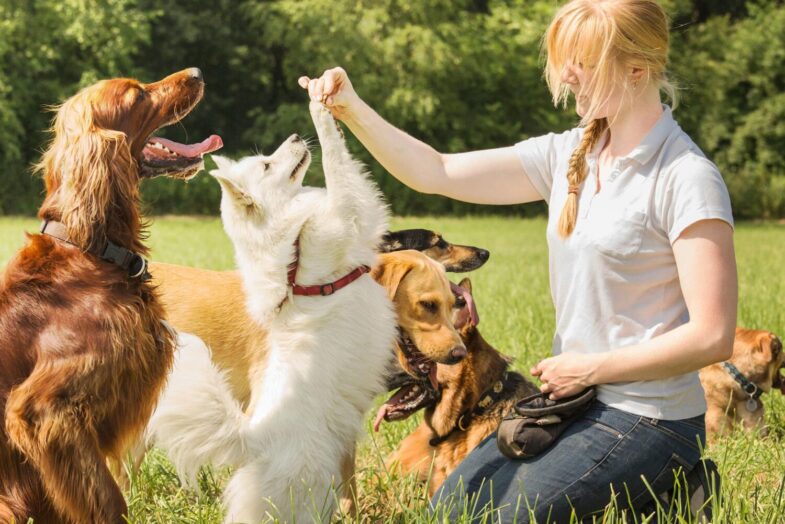 What Does a Dog Behaviorist Do and How Can They Help Your Pet? | VZ ...